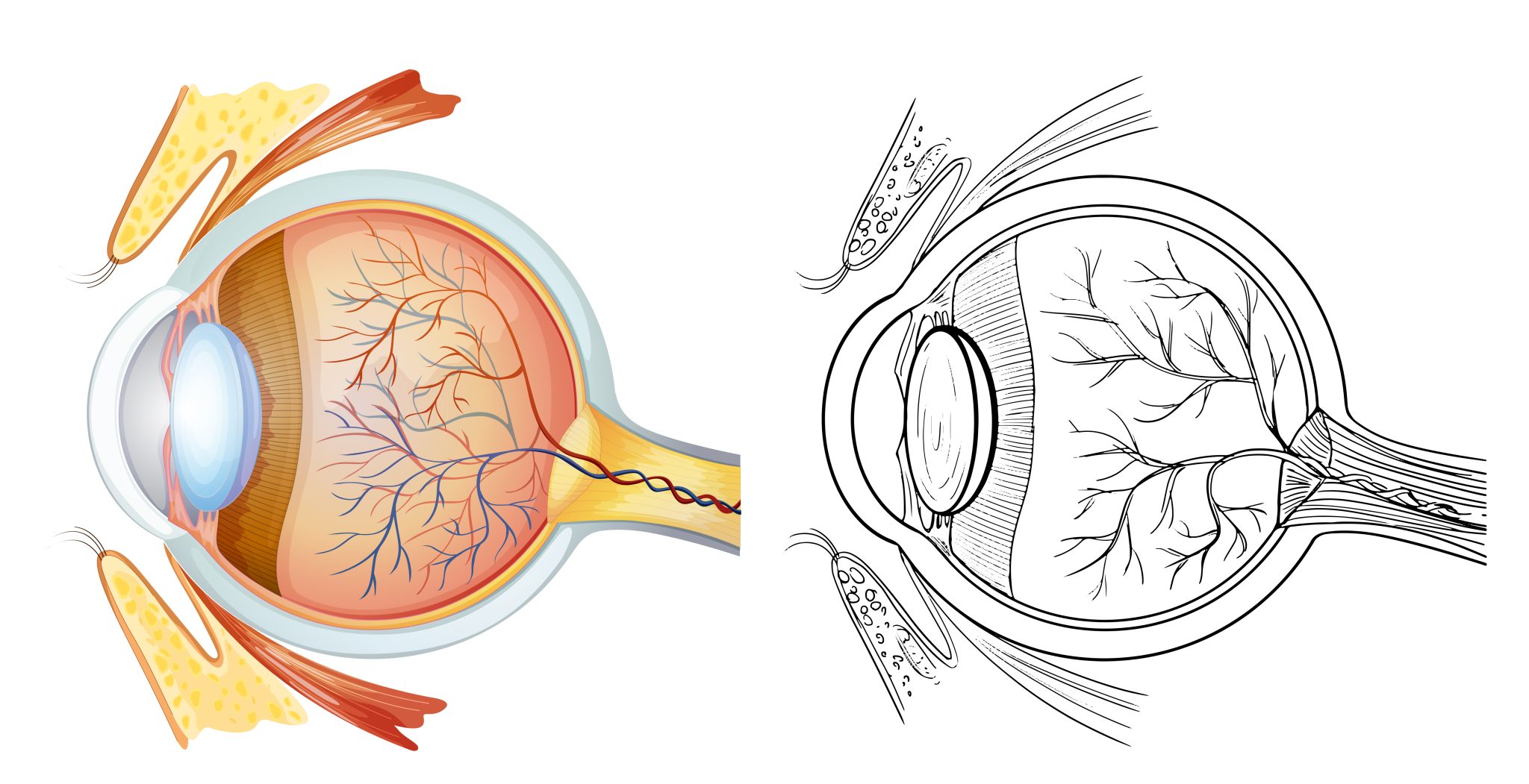 Anatomia ochiului - www.hylo.ro